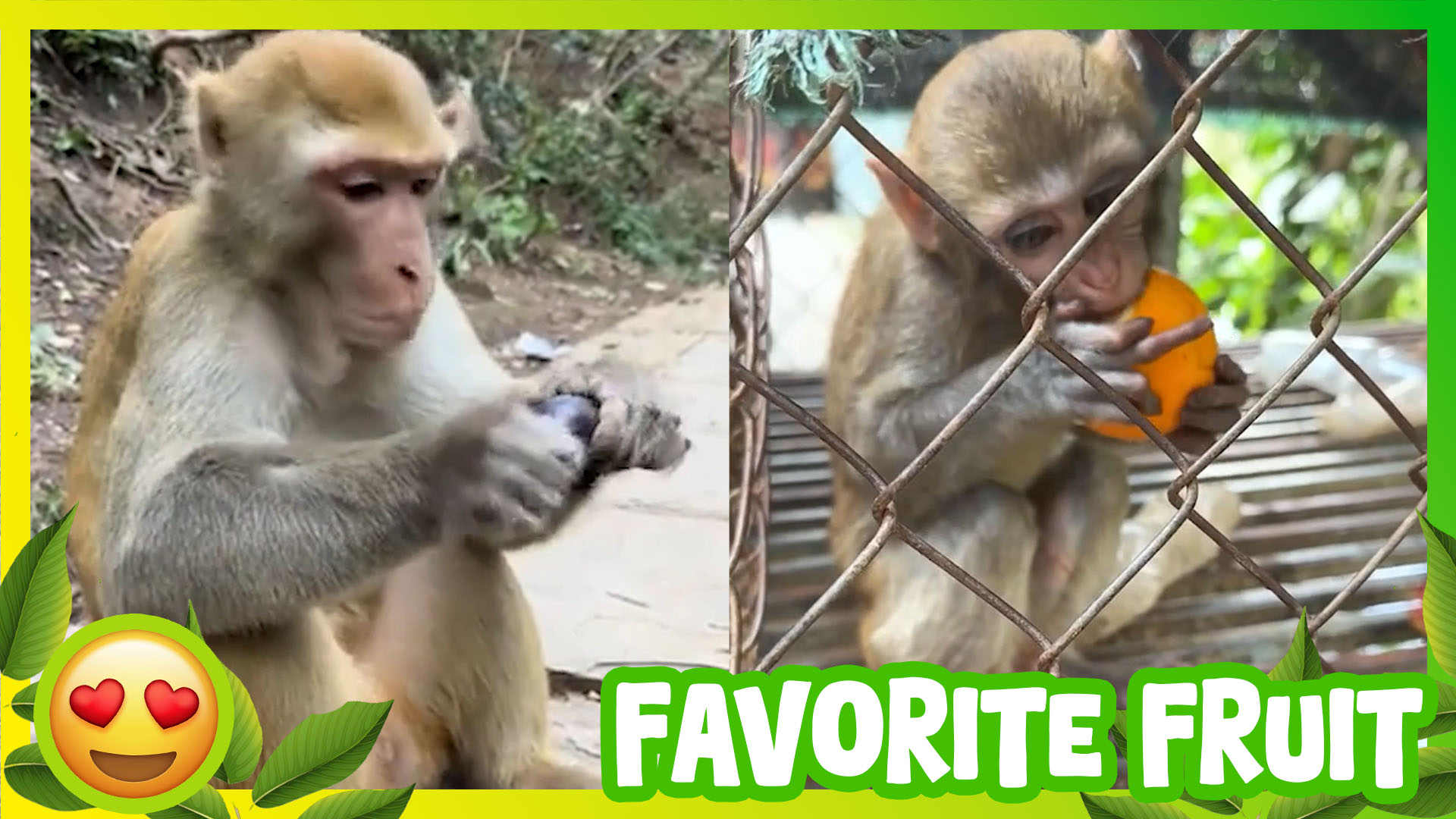 Monkey Enjoys Its Favorite Fruit