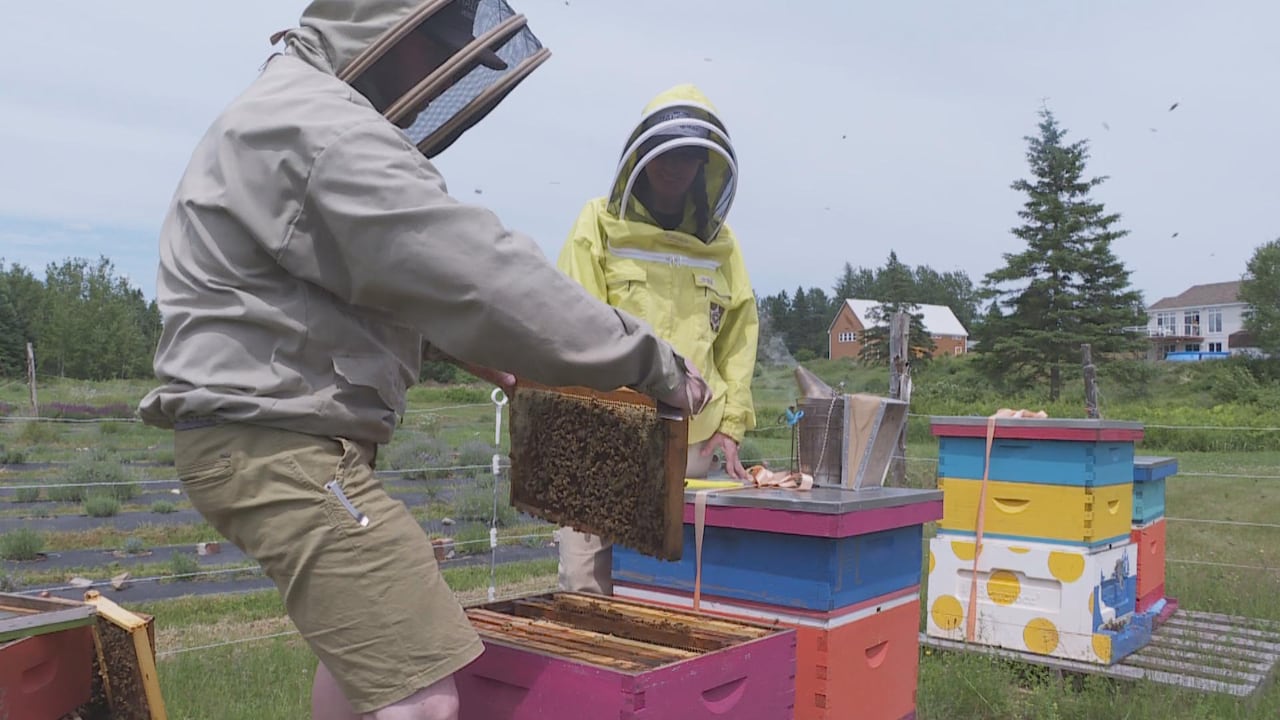 N.B beekeepers suffered above-average honey bee losses this year