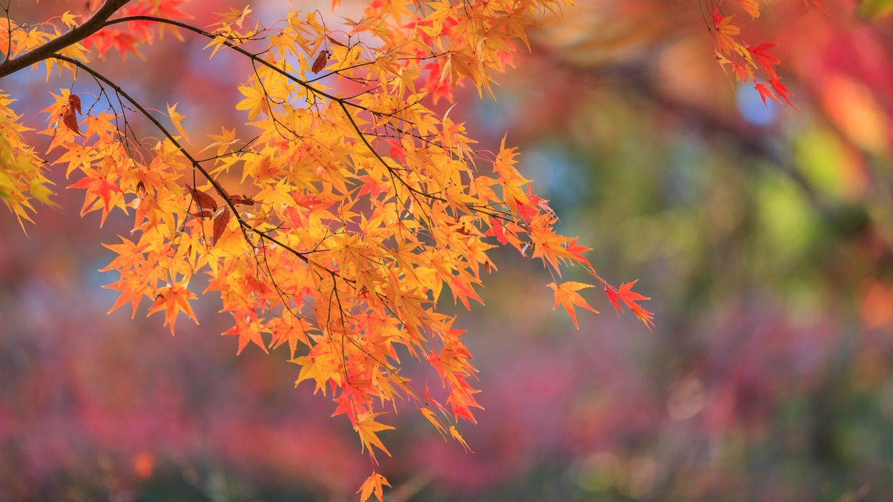 Can you change the color of Japanese maples? Here's what actually ...