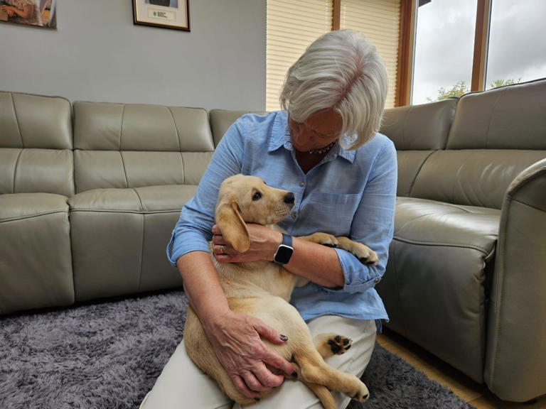 Guide dog puppy Gismo arrives in Berwick-upon-Tweed for start of life ...
