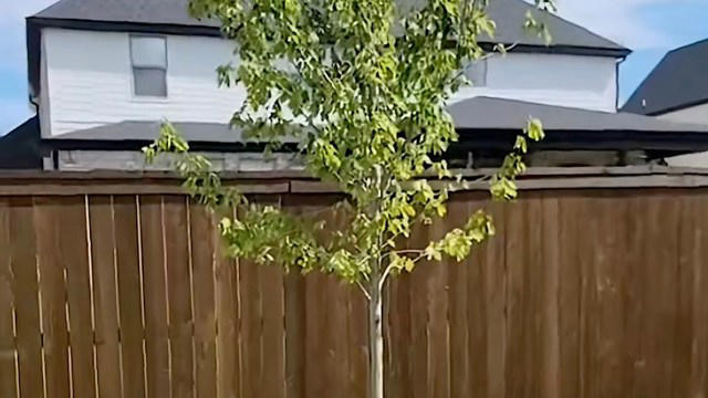 Landscaper shares video after spotting harmful yard mistake: 'This is ...
