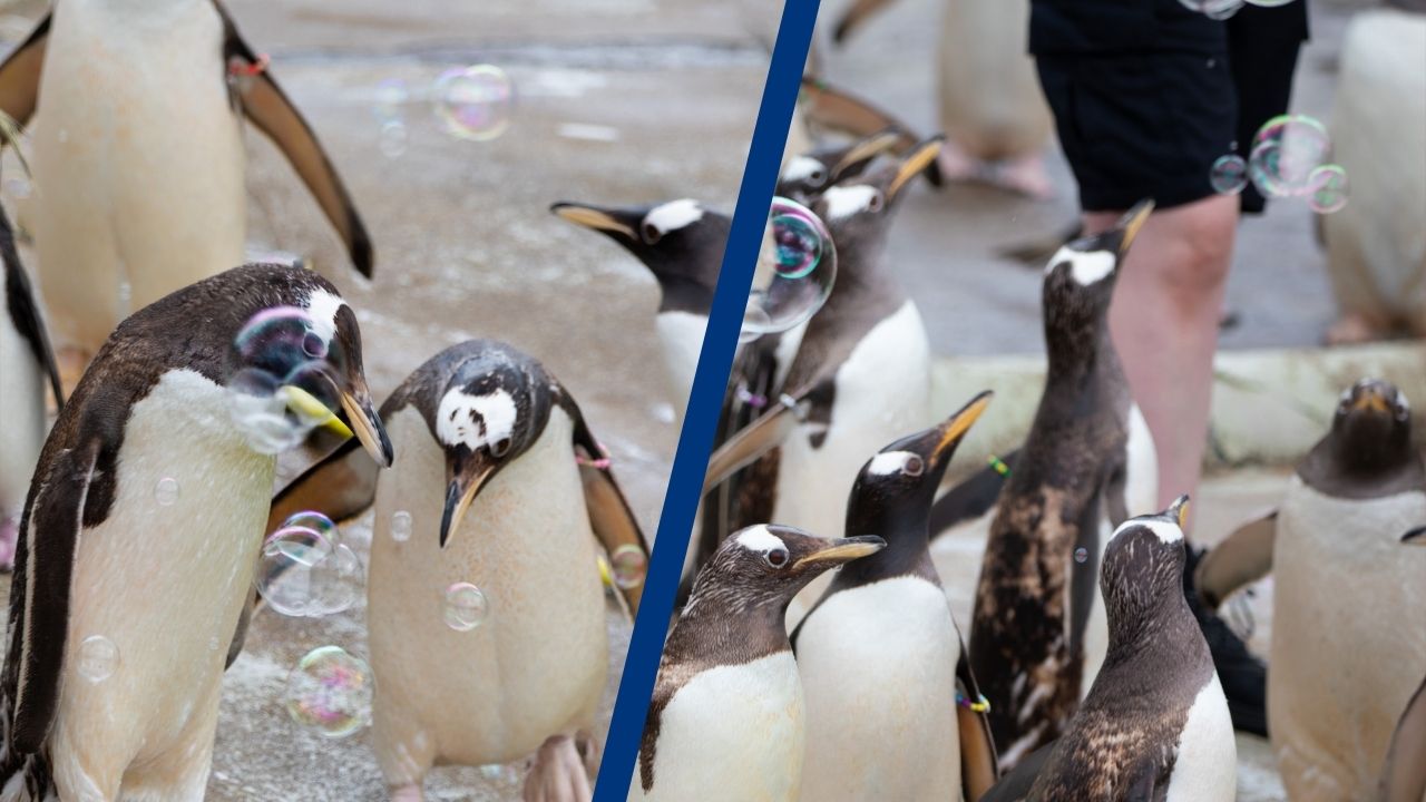 Edinburgh Zoo penguins: Watch excited penguin colony having the best ...