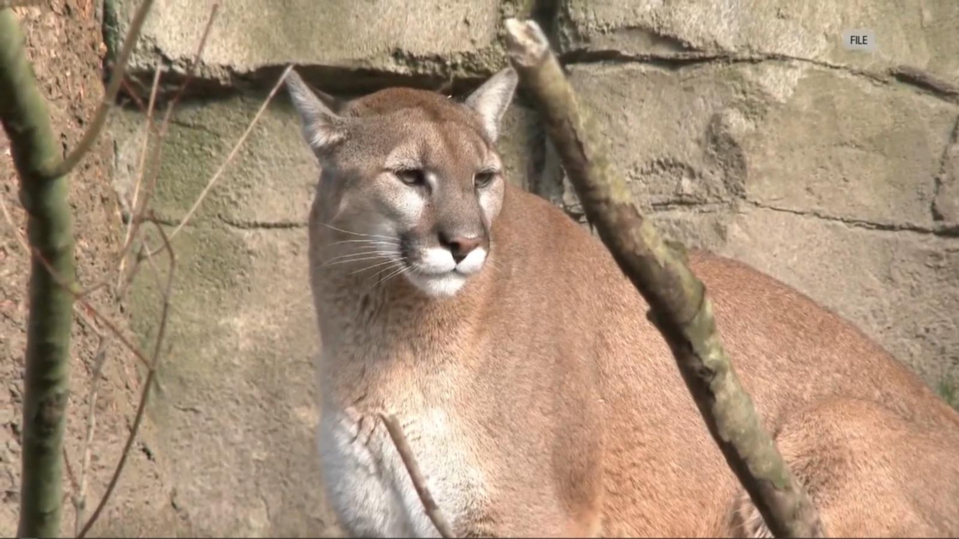 4-year-old bitten by mountain lion at national park: Officials
