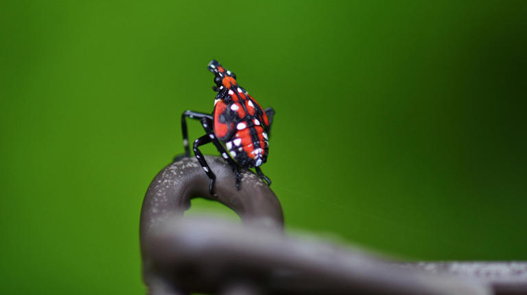 How To Spot And Remove Spotted Lanternflies In Your Yard