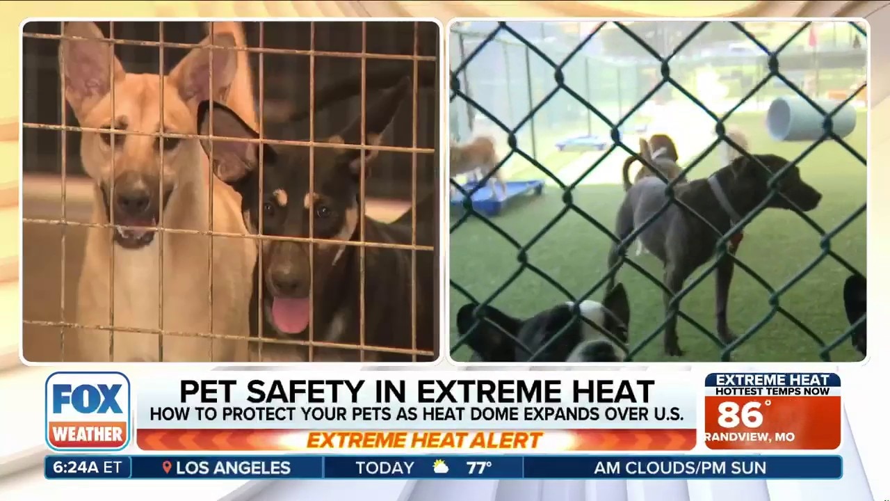 How to keep pets safe during extreme heat