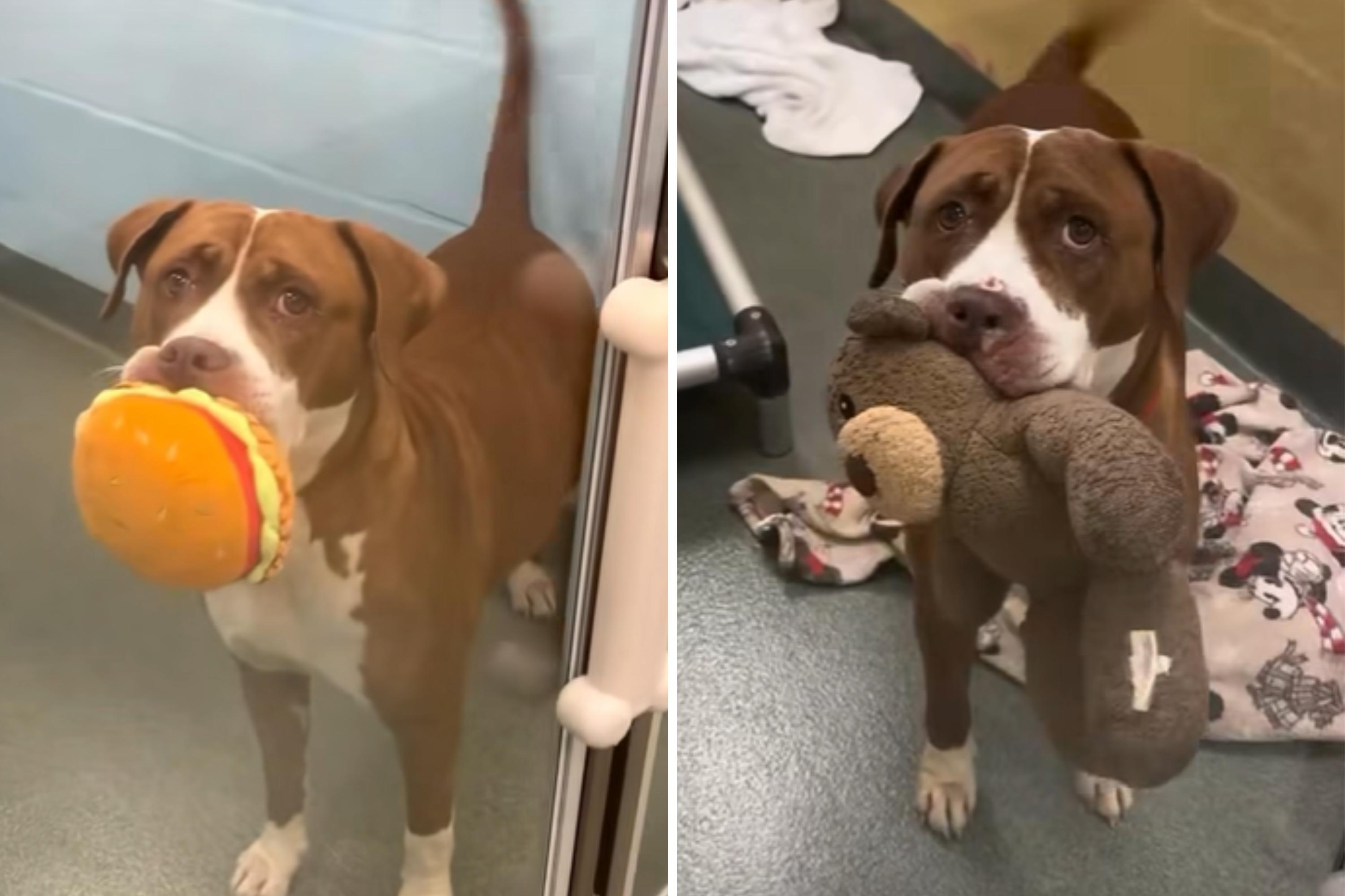 Tears as shelter dog clings to toy waiting for someone to choose her