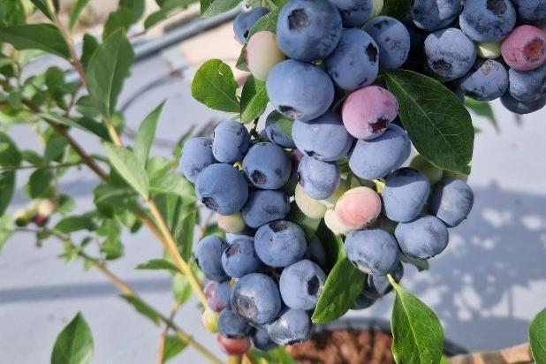 The James Hutton Institute introduces the first UK-bred blueberry