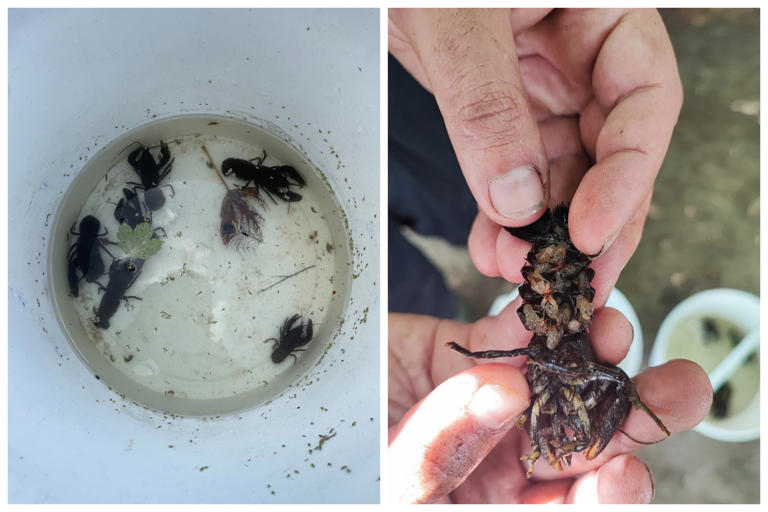 Burley in Wharfedale: Critically endangered native crayfish rescued ...