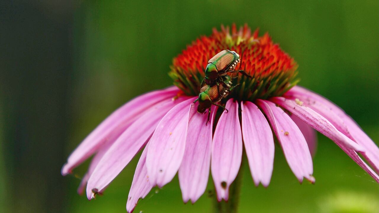 This invasive fly could help Kamloops, B.C., fight the invasive ...