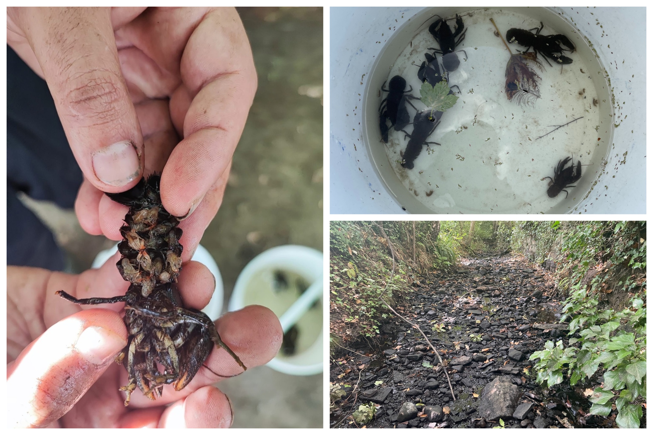Burley in Wharfedale: Critically endangered native crayfish rescued ...