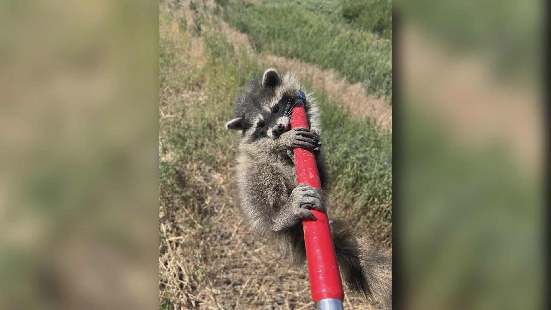 Baby raccoon rescued from semi-truck engine compartment
