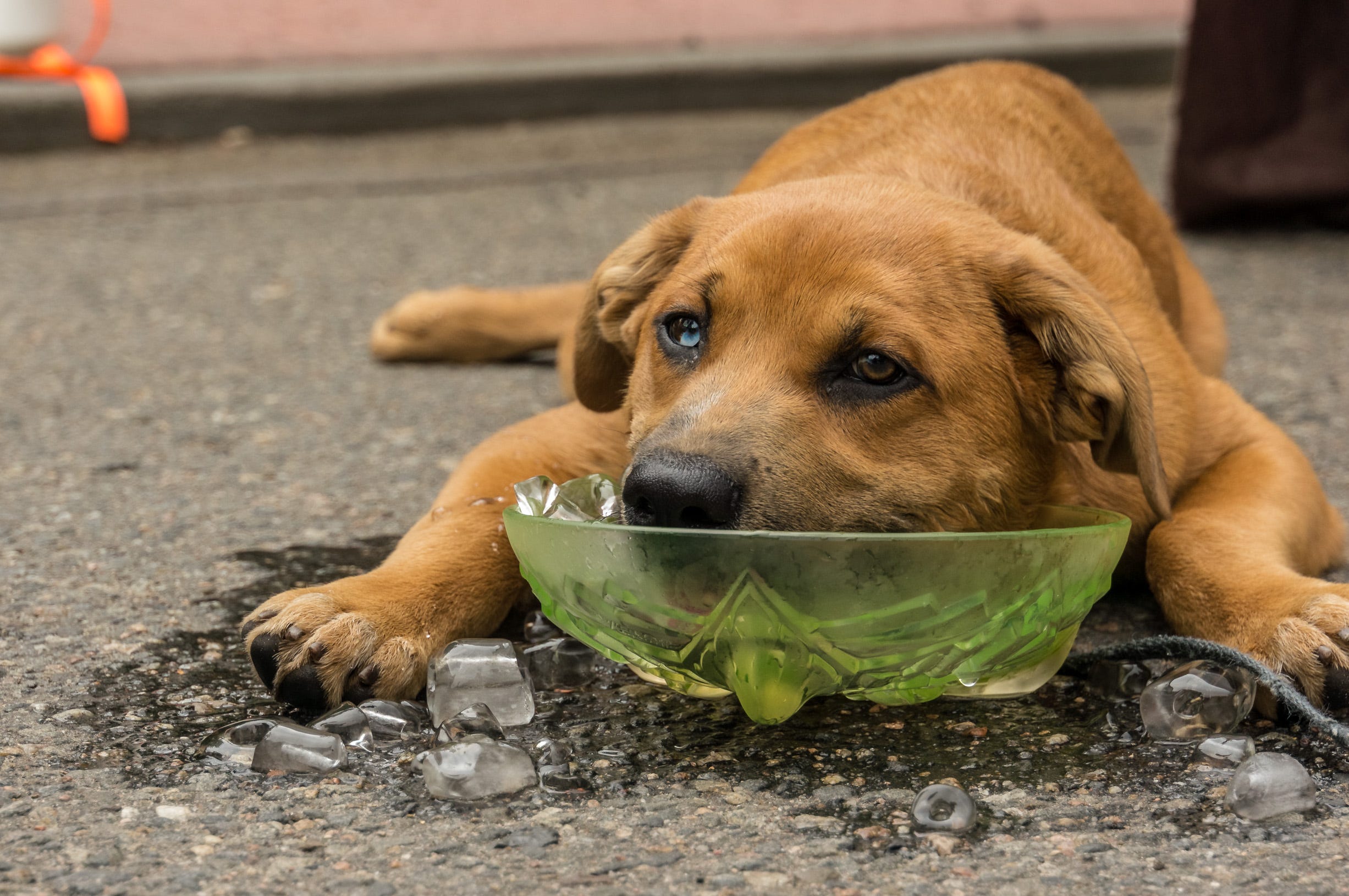 How to keep your dog cool in the hot summer heat: Video