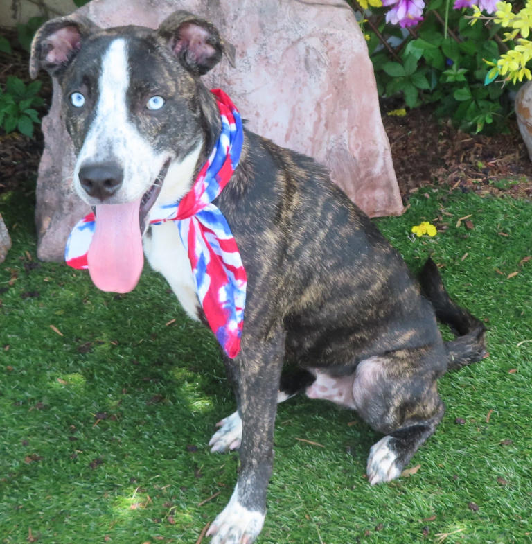 Looking to add a pet to your family? Krush, Kimmie, others available at OKC-area shelters