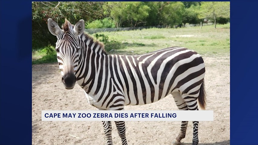 Gretta, Cape May Zoo's zebra, dies from fall shortly after giving birth