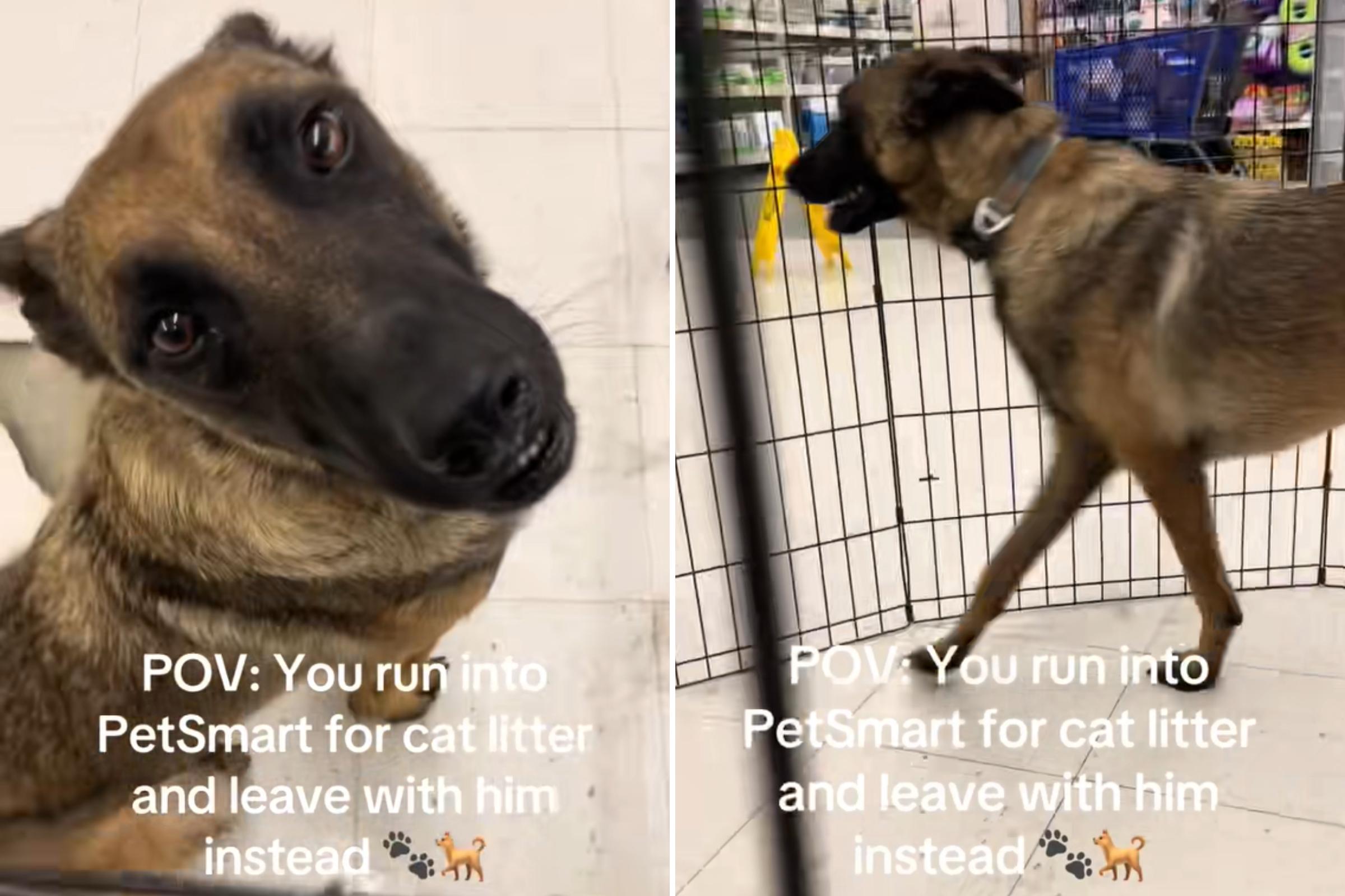 Woman goes to PetSmart for cat litter, then she sees a rescue dog