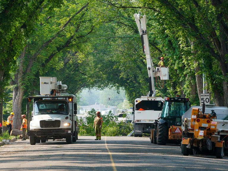 What you need to know about Regina's recent surge in Dutch elm disease