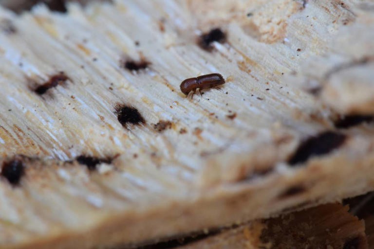 These insects are endangering Sacramento's beloved oaks. Here's what ...