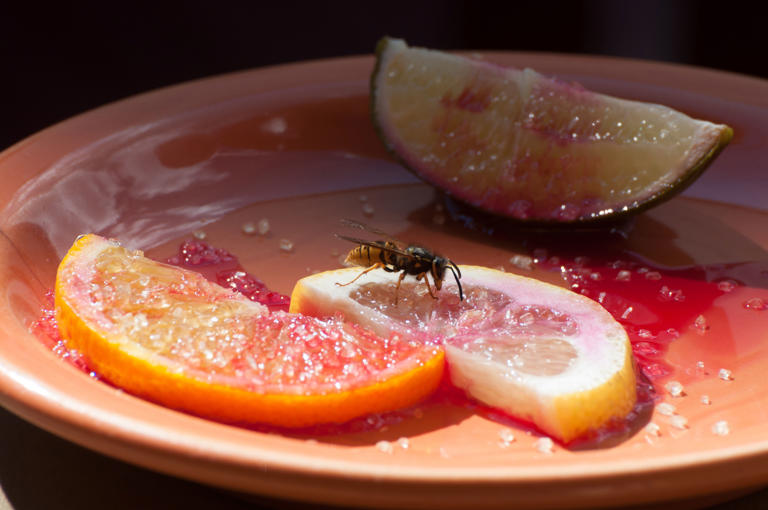 Why are there so many wasps around – and what should I do if they sting me?