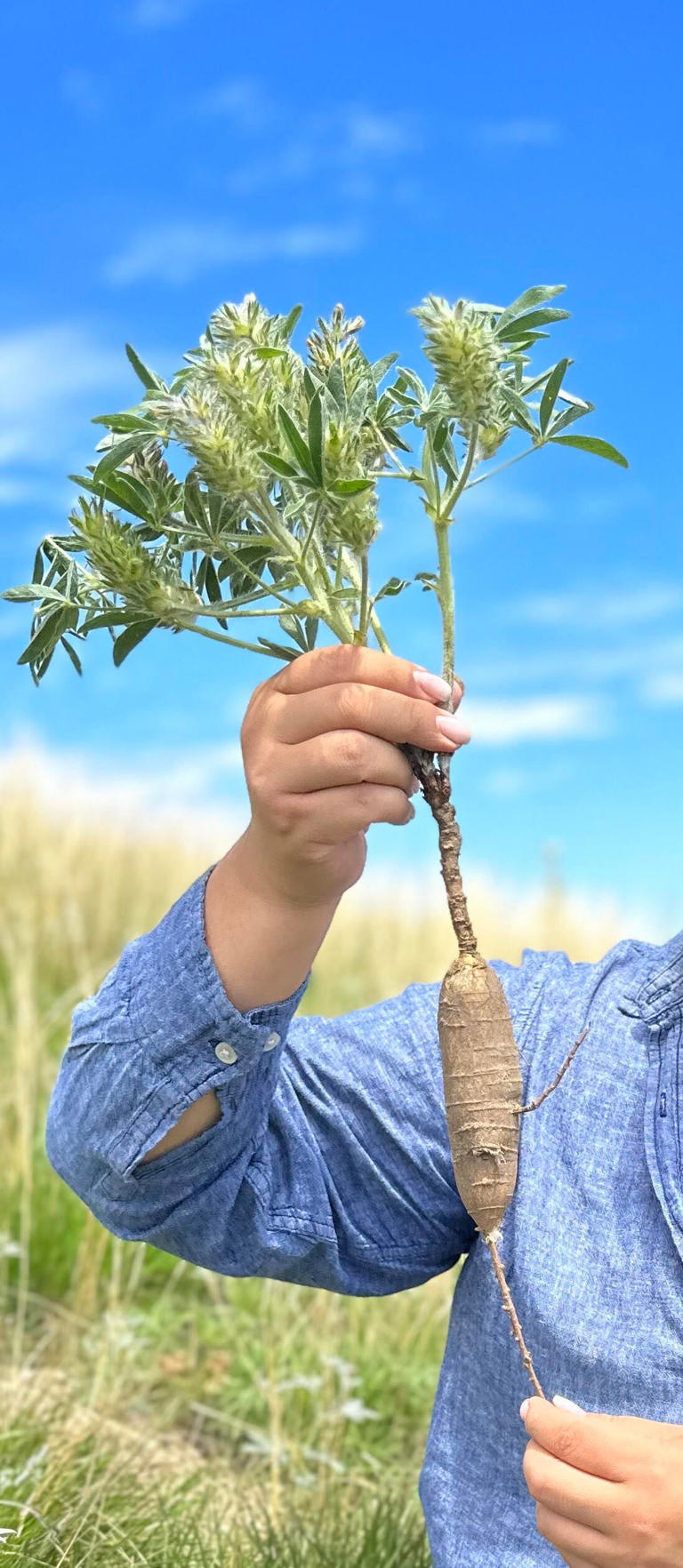 Tinp'si'na is still being harvested by Nakota families as a traditional ...