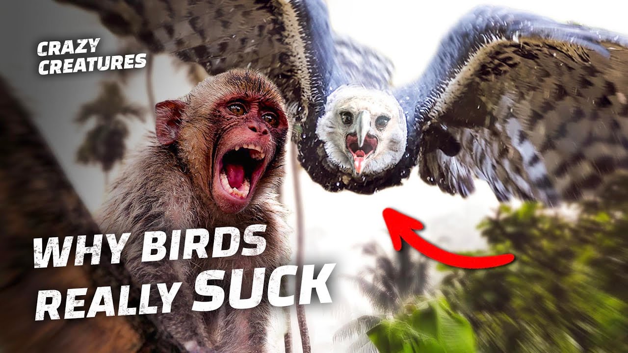 Inside the Bird Conspiracy Meme