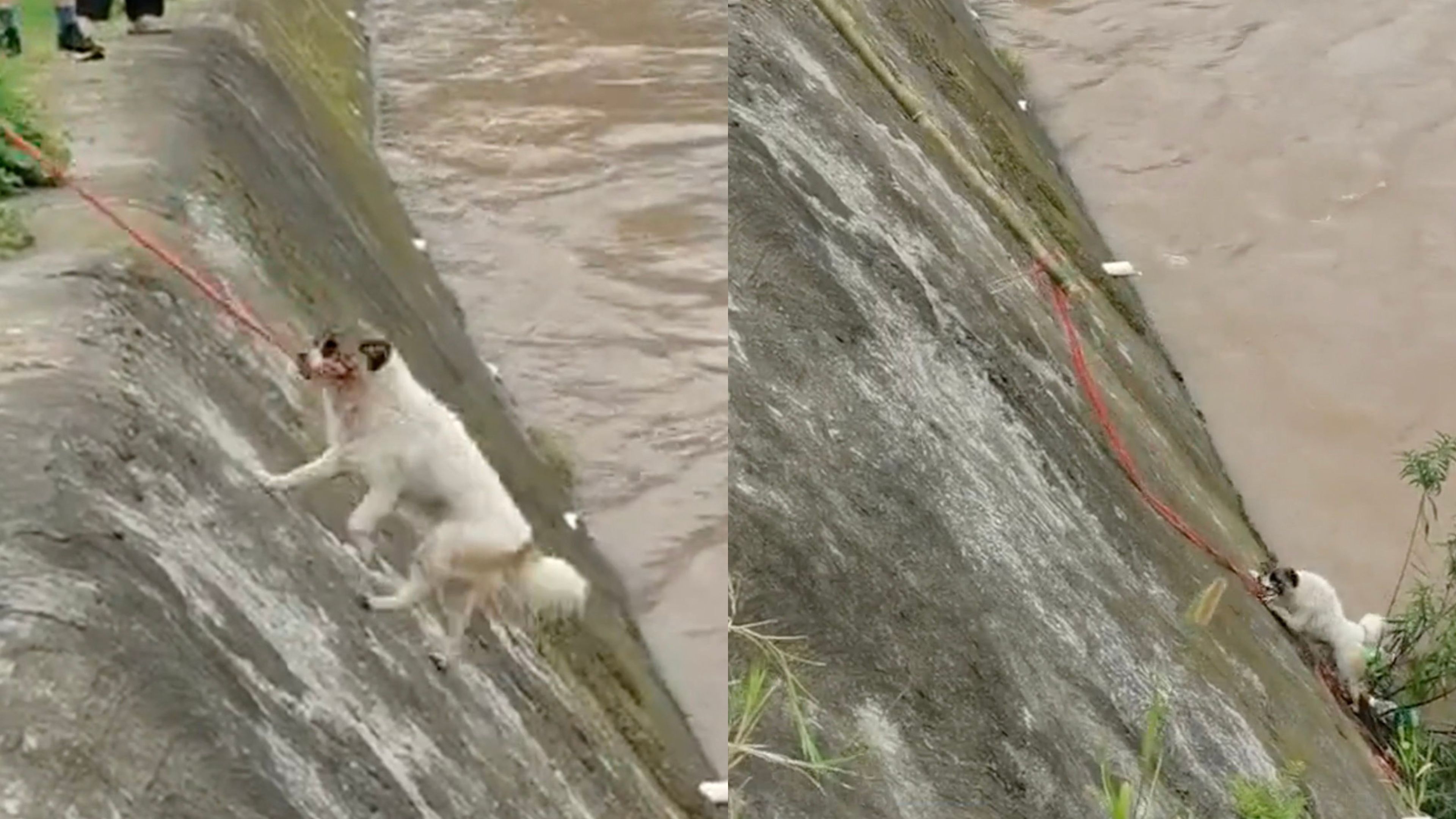 Tense moment passer-by rescues dog from rushing river