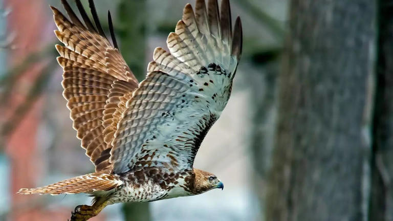 12 apex predators that birds instantly flee from