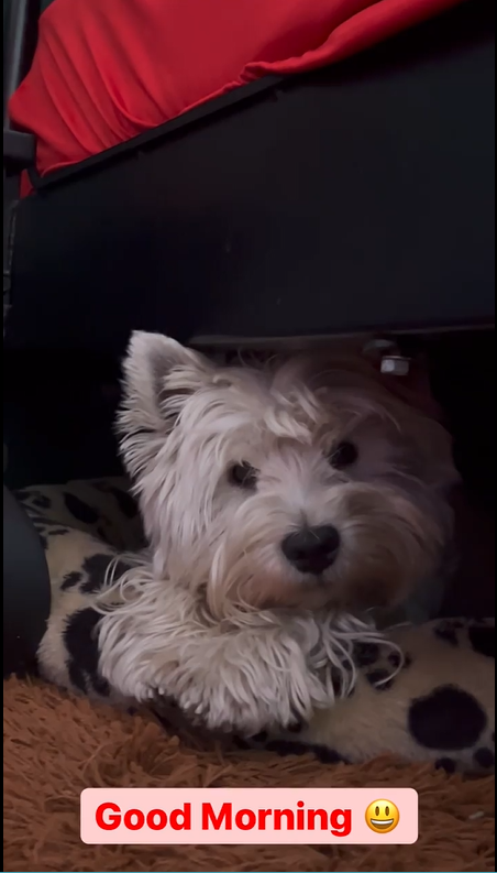 Puppy Good Morning — Start Your Day With Cuteness