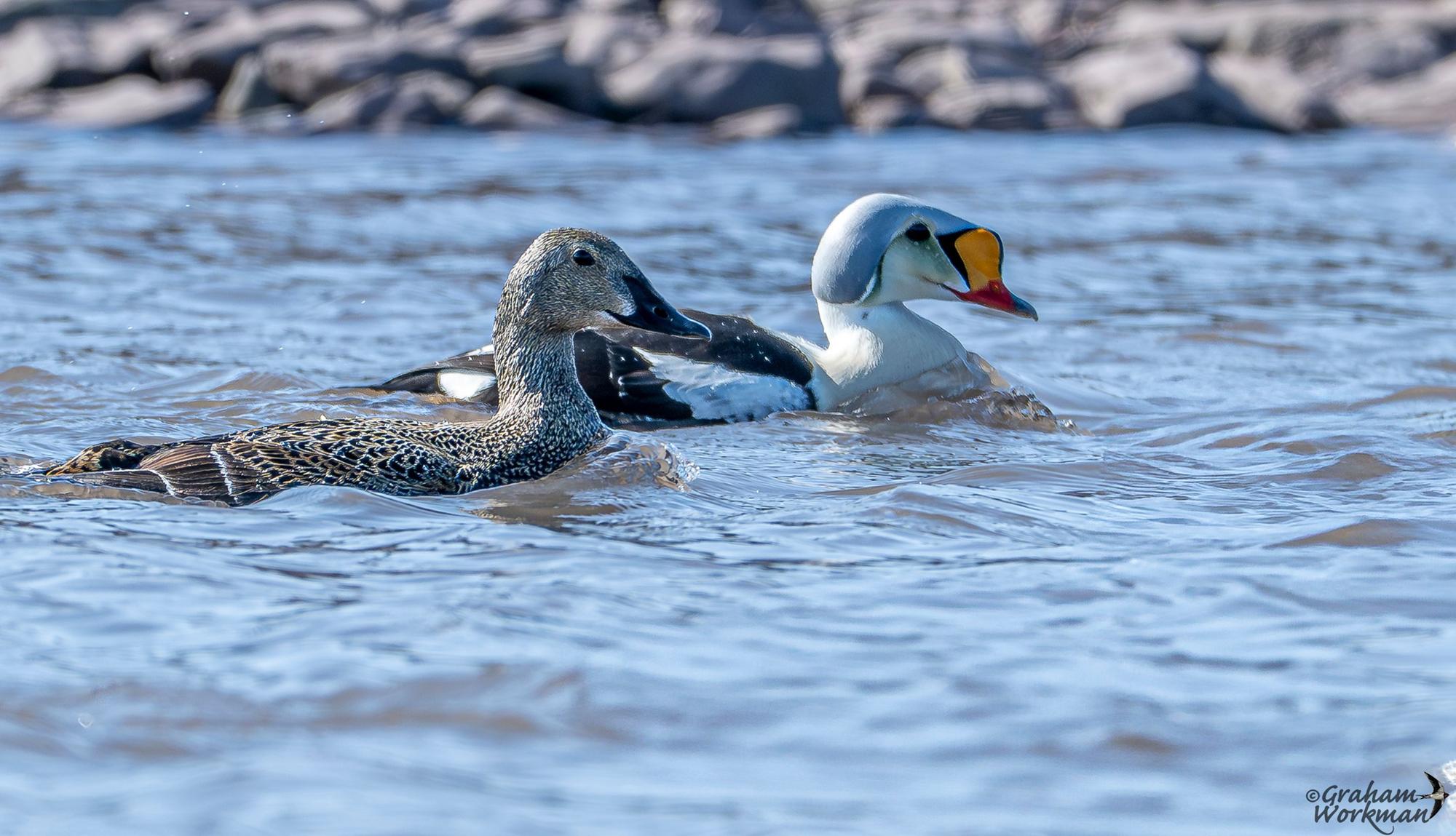 Graham Workman: The King of the Eiders