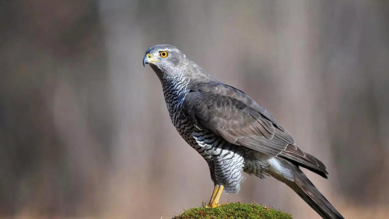 12 apex predators that birds instantly flee from