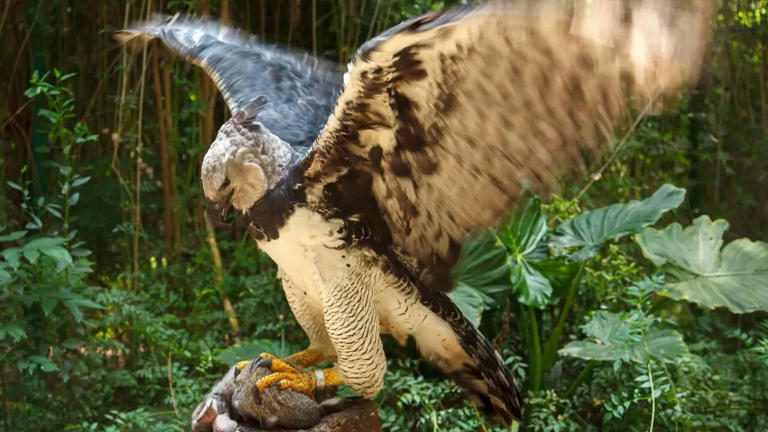 12 apex predators that birds instantly flee from