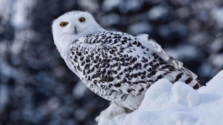 12 apex predators that birds instantly flee from
