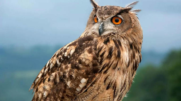 12 apex predators that birds instantly flee from