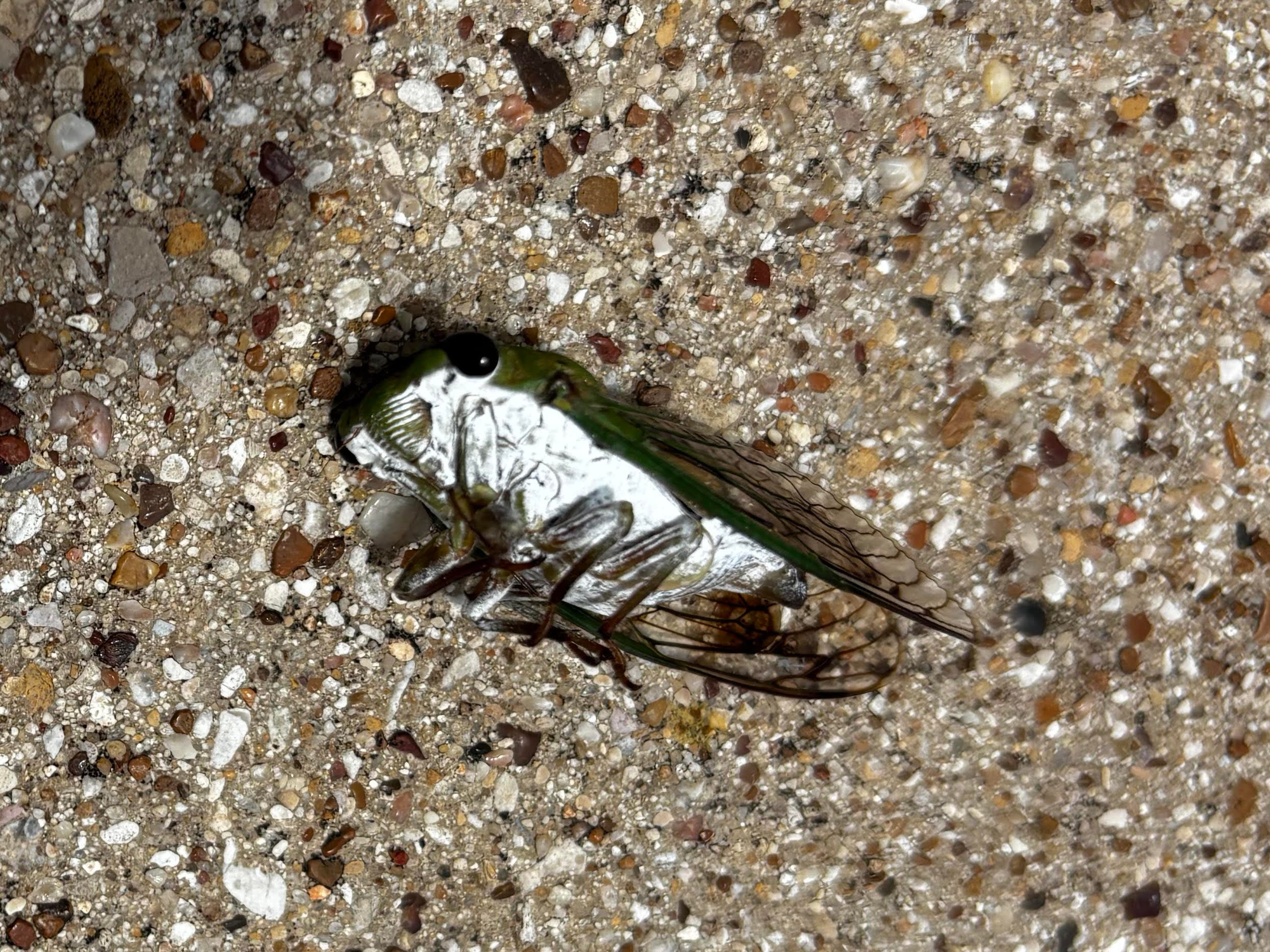 Dog-day cicadas in Texas: What are they and why they're so loud during ...