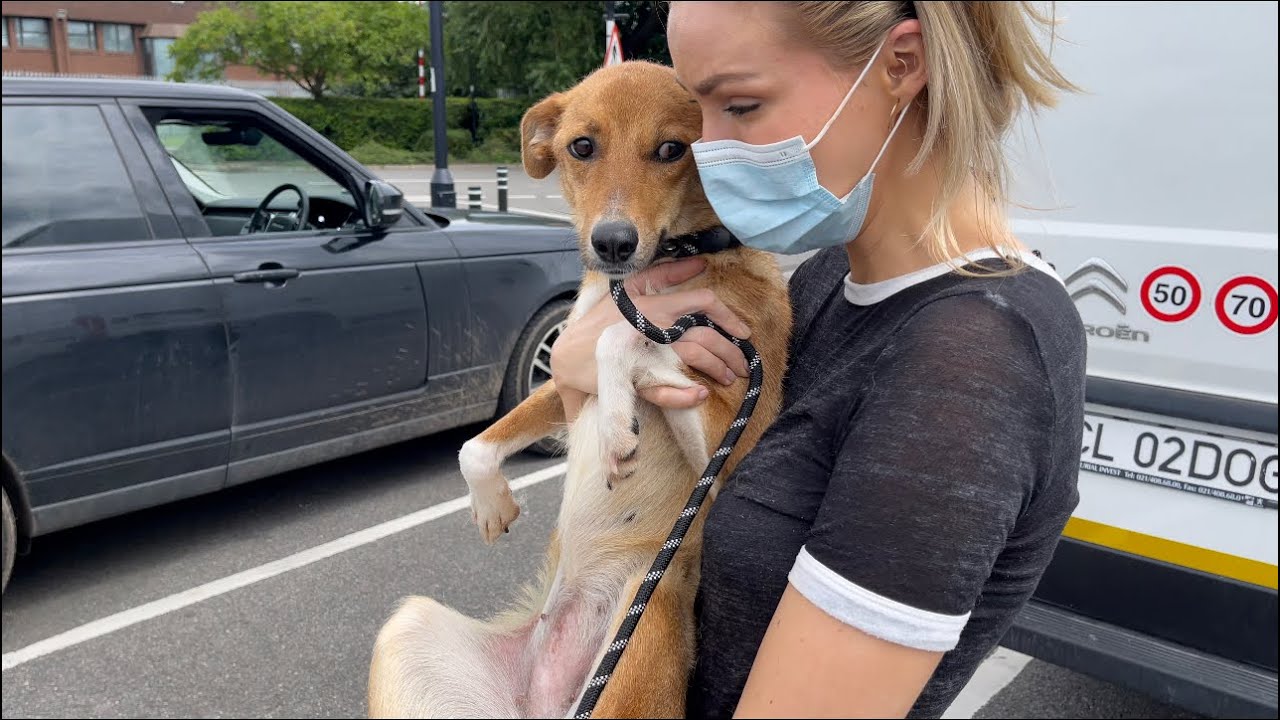 Adopting a rescue dog - her first moments in new home