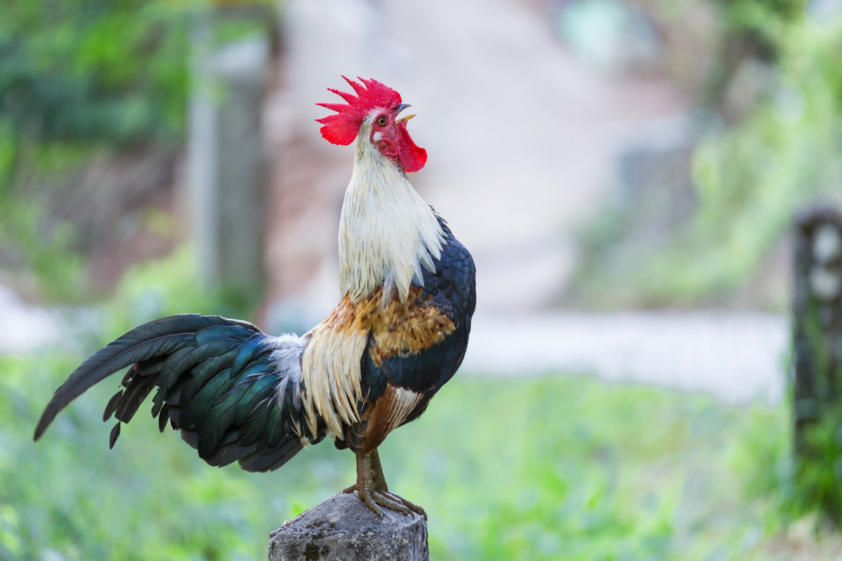 Rooster Makes the Loudest Alarm Clock to Wake Sleeping Teen and People ...