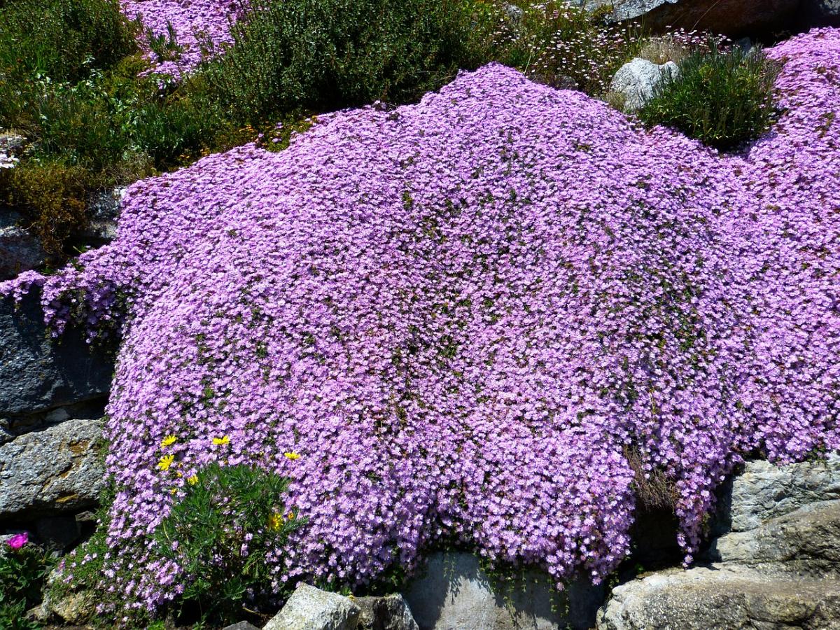 Rayito de sol (Lampranthus multiradiatus): cuidados, características y ...