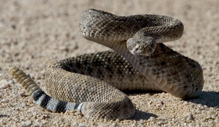 These are the 4 most snake-filled lakes in Arizona, new ranking says