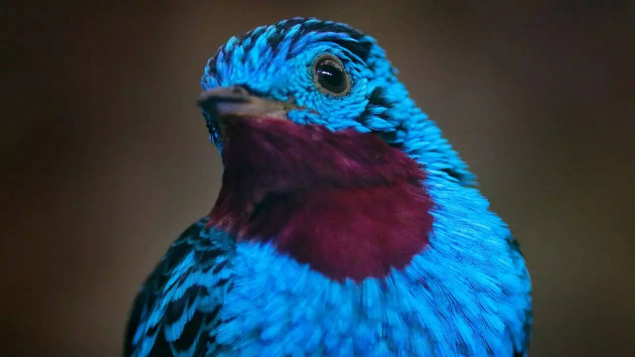 10 Colourful Birds That Look Like They Were Painted by Artists