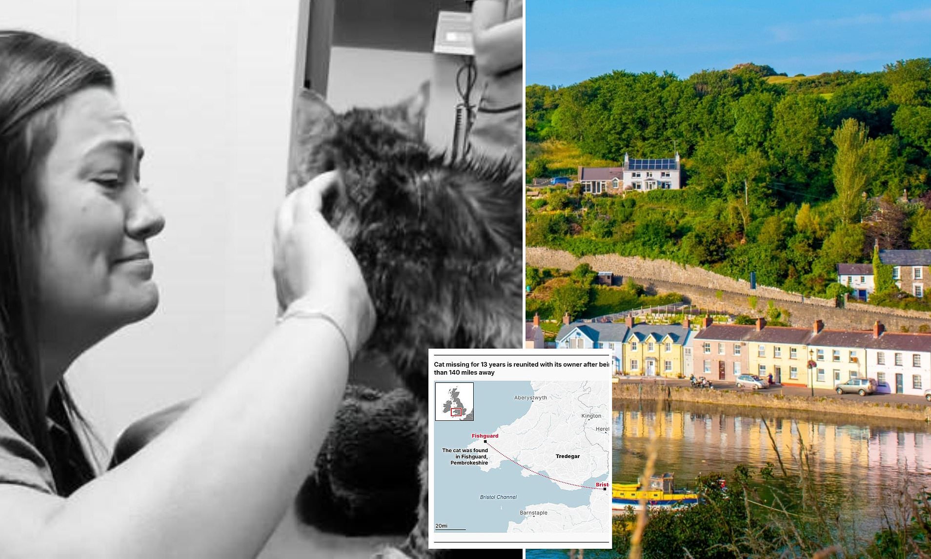 Cat missing for 13 years is reunited with its owner after being found ...