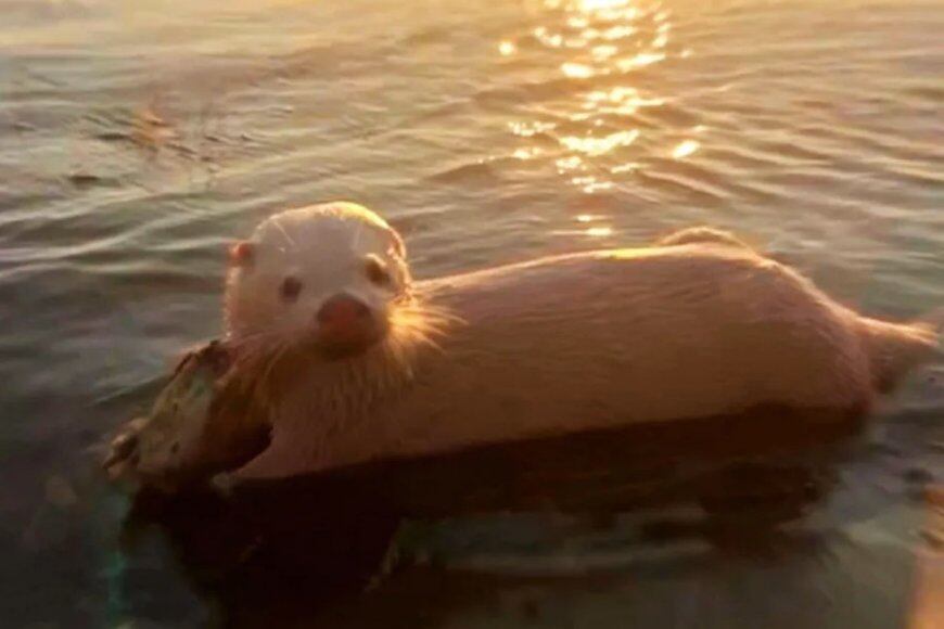 Impactante hallazgo: avistan un lobito de río albino en el norte ...