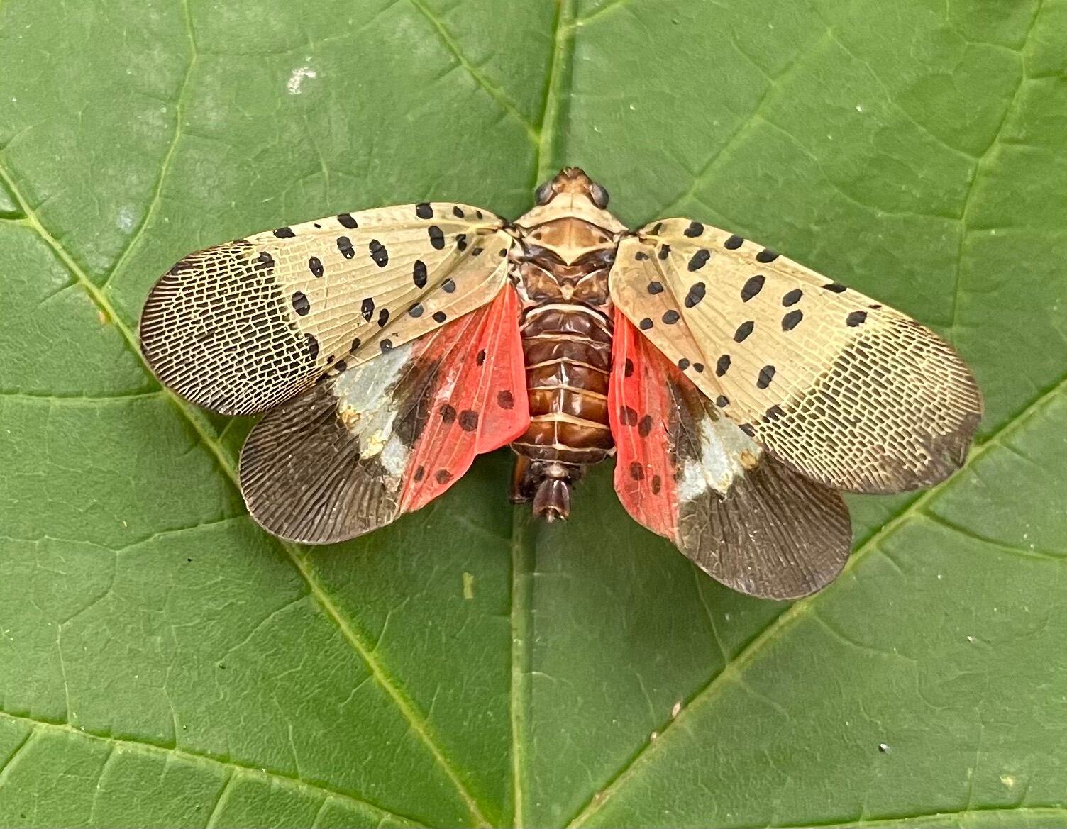 Officials urge public to kill and report sighting of invasive spotted ...