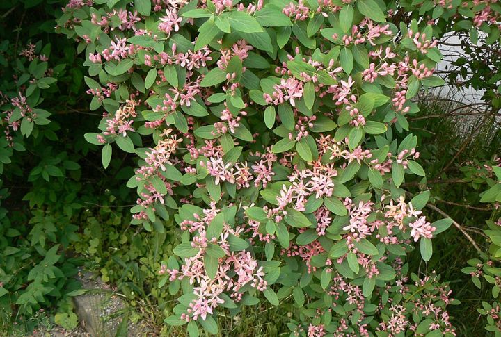 10 Strategies That Work Against Invasive Shrubs
