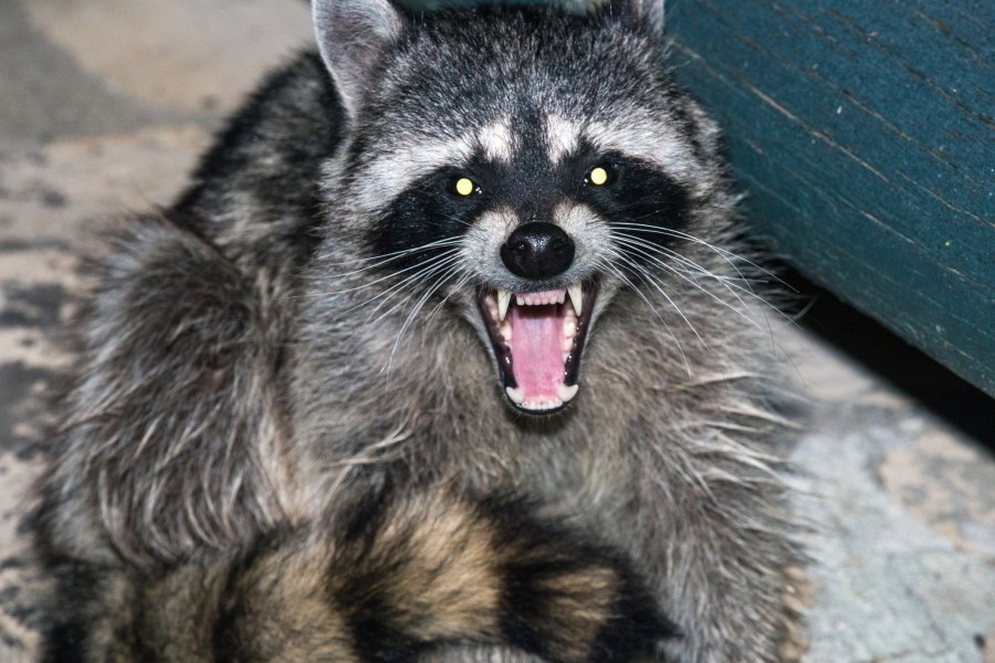 Craven County confirms positive rabies case