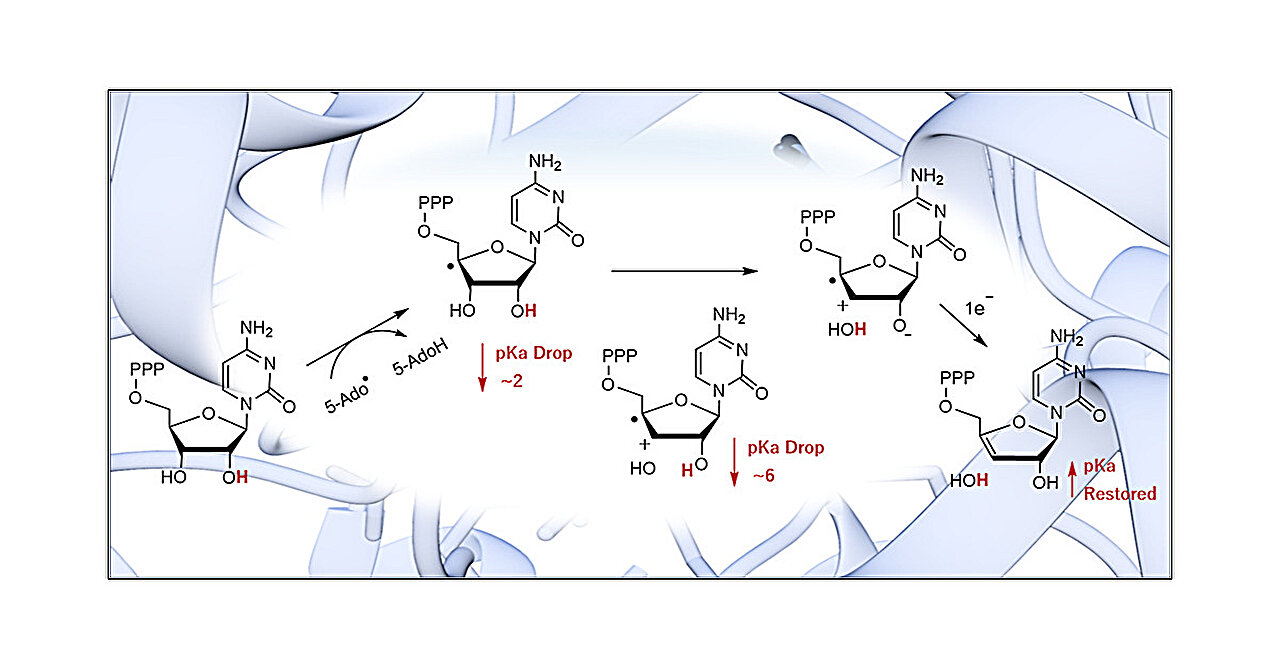 Quantum discovery reveals how enzymes tame free radicals