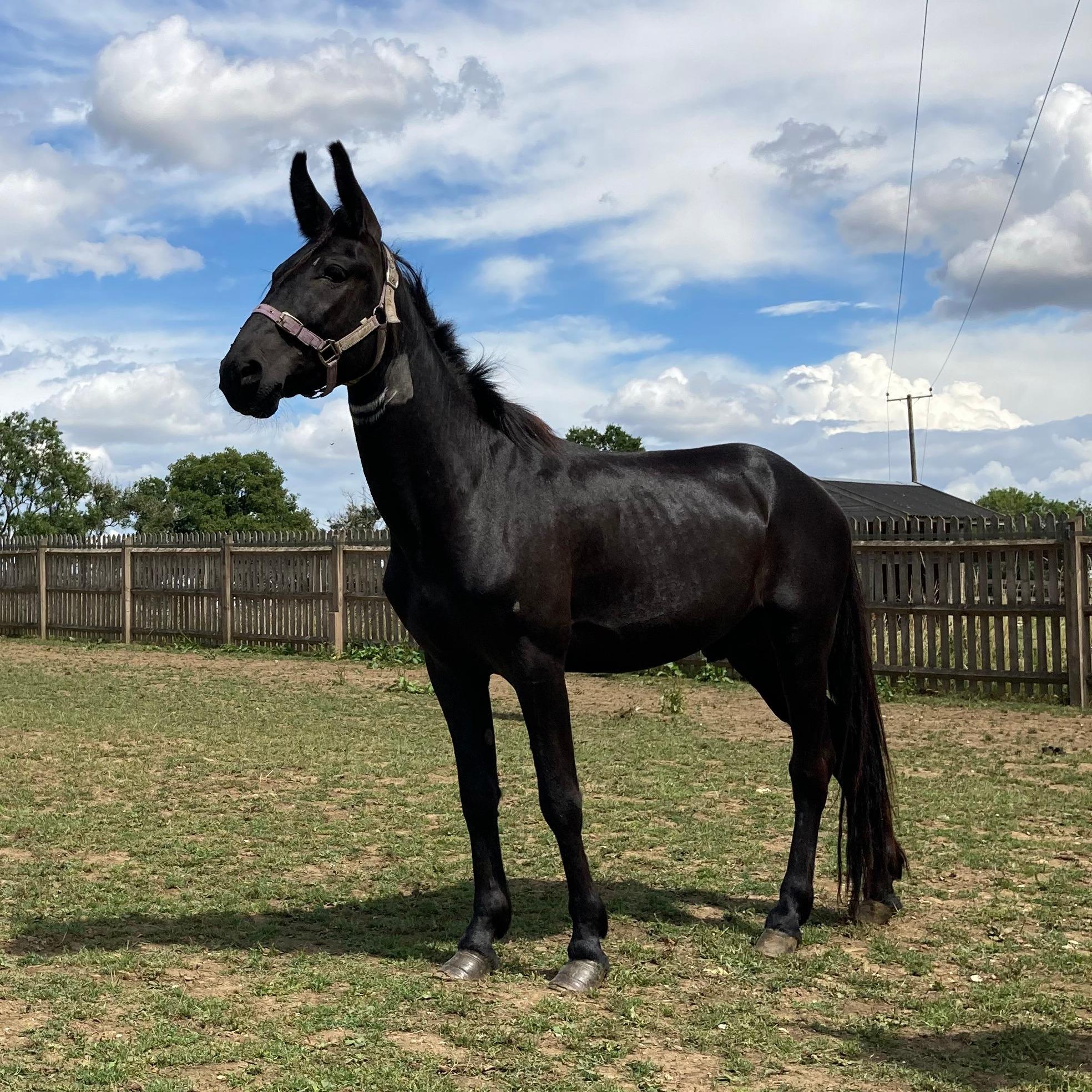 'Frank the Mule' a seriously injured and neglected animal is rescued to ...