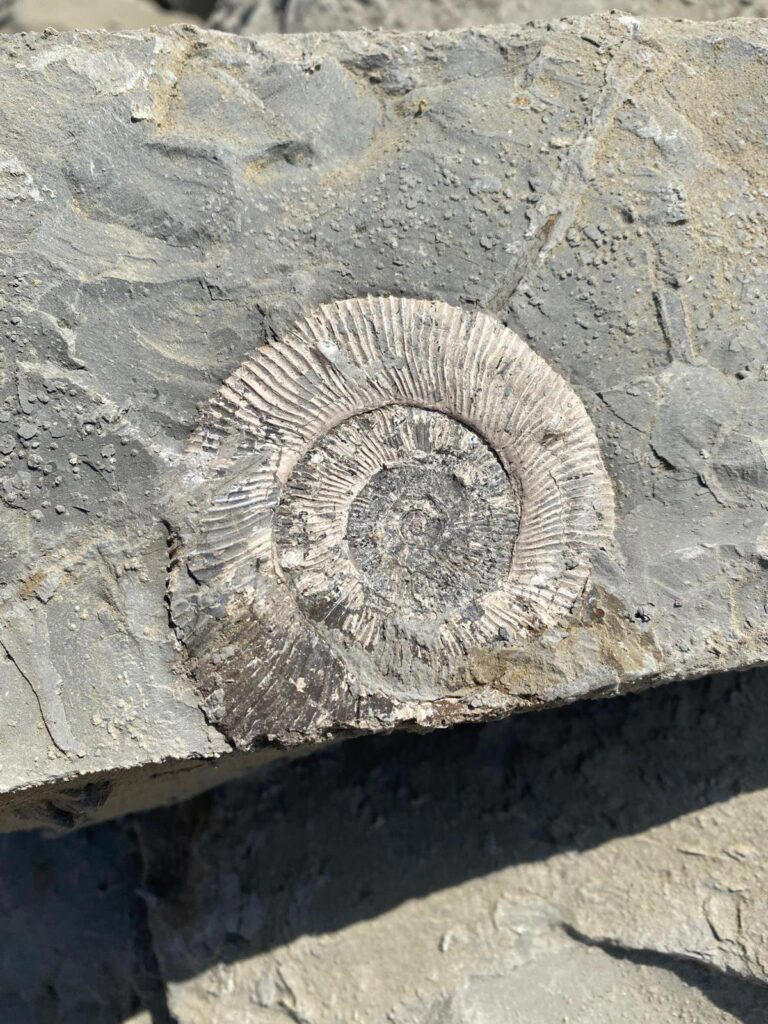 Large rock fall hits Jurassic Coast as public urged to stay away