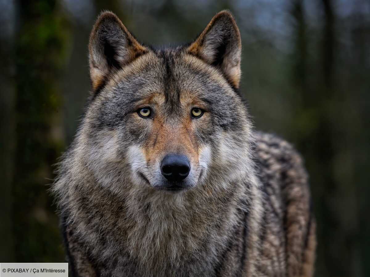 Même le loup a des ennemis : zoom sur ses principaux prédateurs