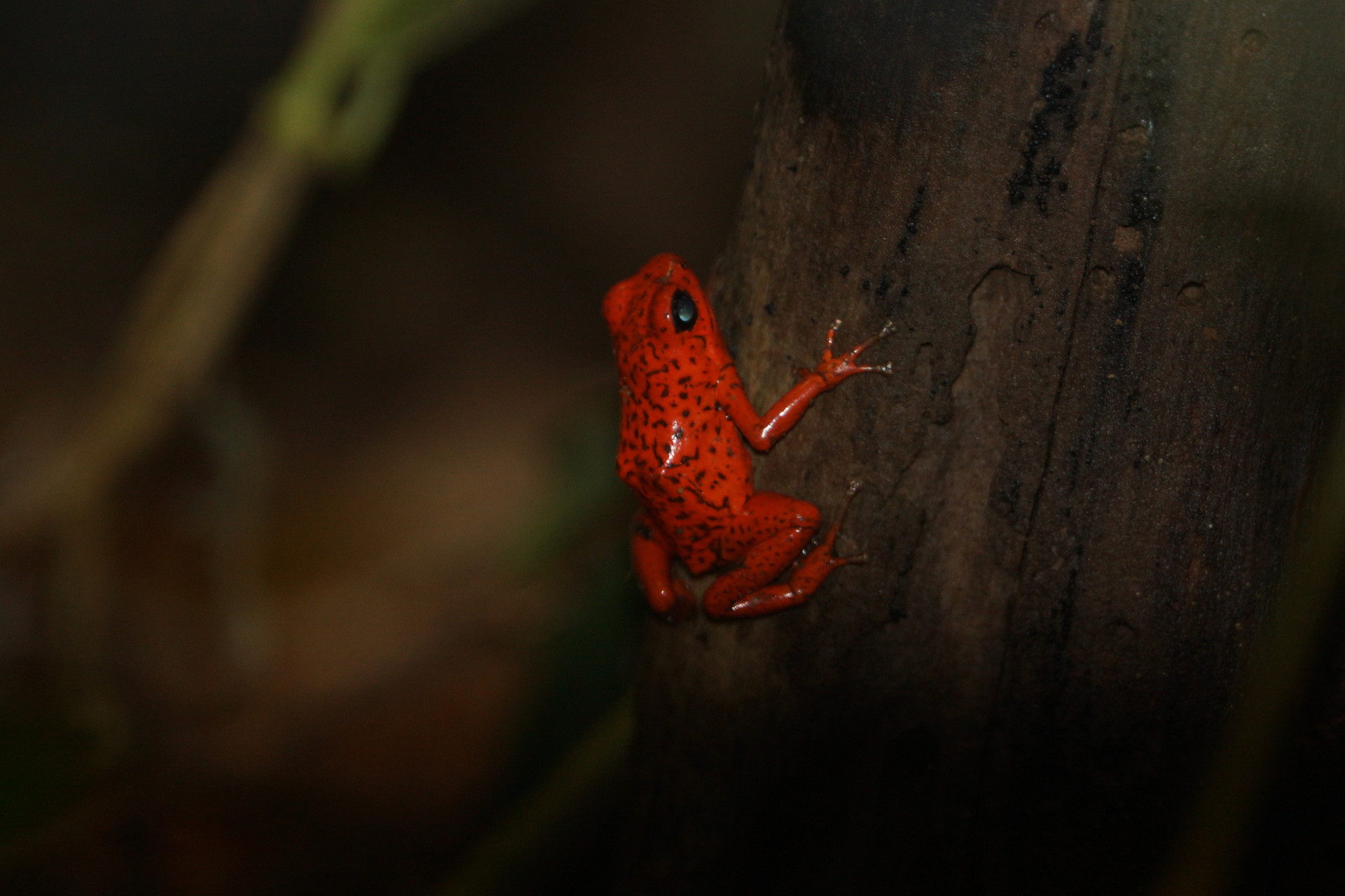 Animaux rouges : une nature haute en couleur