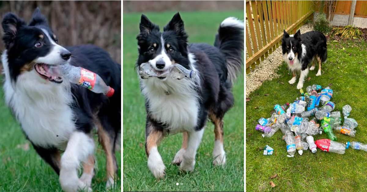 Sweet Border Collie Helps Its Owners Tidy Up the Streets by Picking up ...
