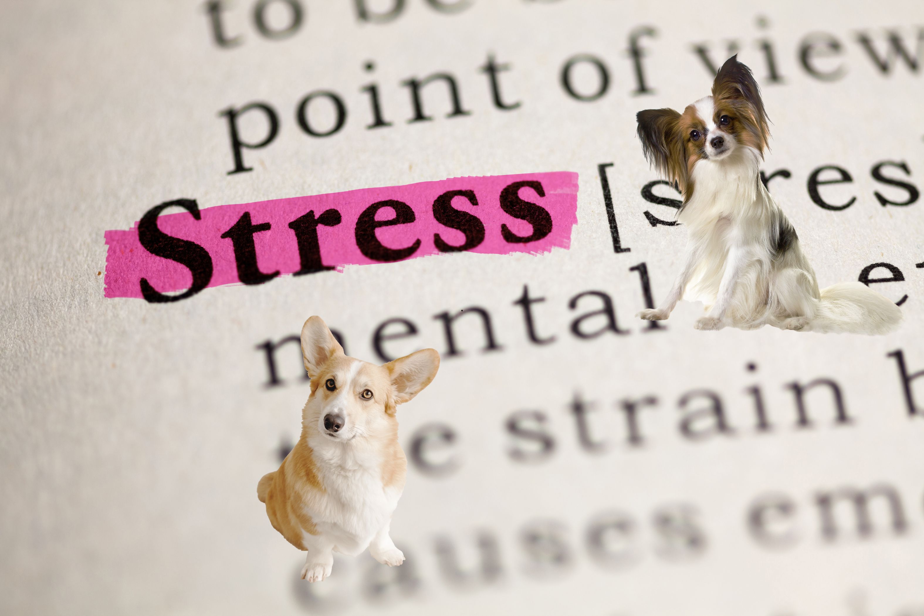 Is My Dog Stressed? Here are 8 telltale signs your adorable dog is ...